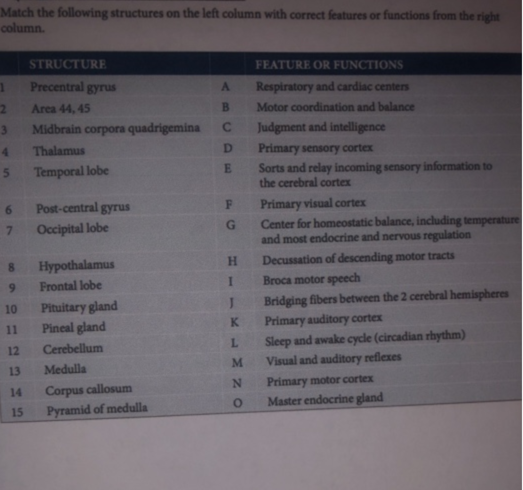 Solved Identify the structures on this anterior-lateral view | Chegg.com