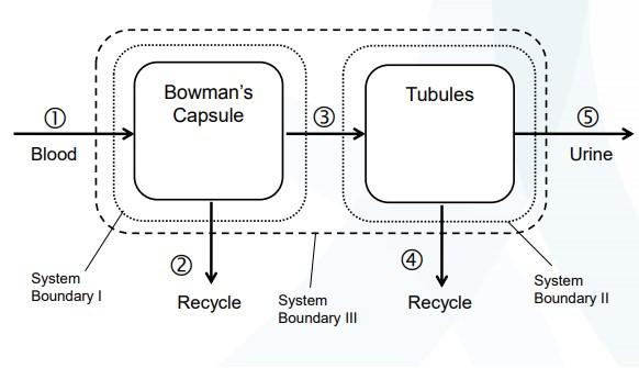 Solved Draw a flow diagram of digestive organs (the stomach | Chegg.com