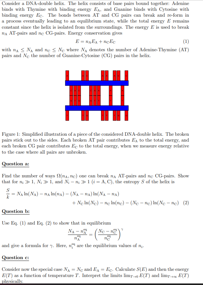 Solved Consider a DNA-double helix. The helix consists of | Chegg.com