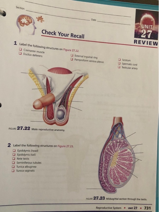 Solved Section Date 28 Check Your Recall REVIEW 1 Matching: | Chegg.com