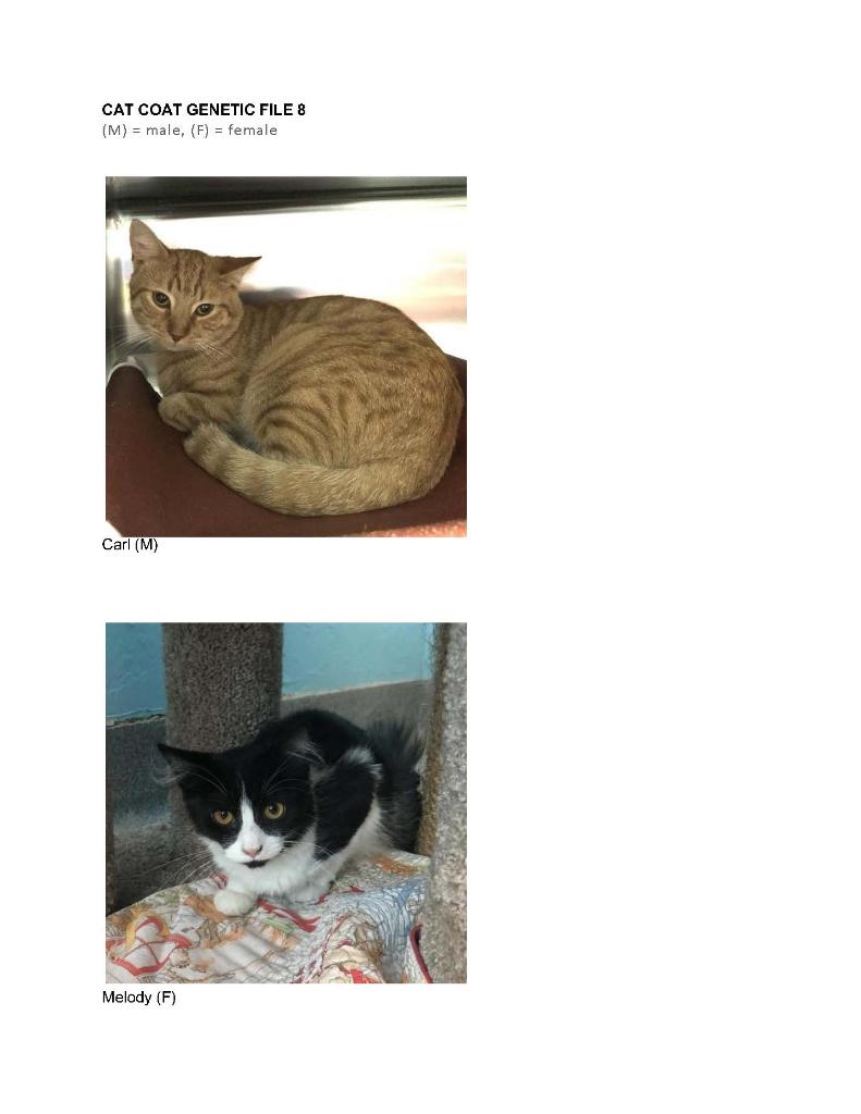 Table 2: Sample Cat Genotypes and Phenotypes Locus E | Chegg.com