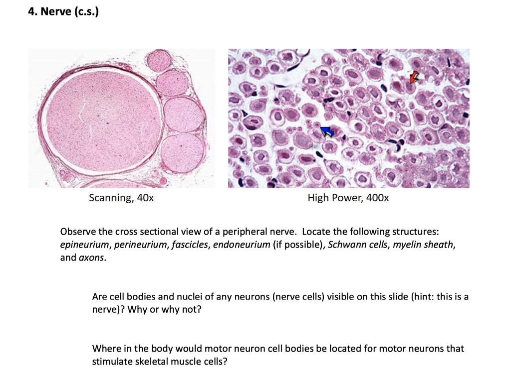Solved 4. Nerve (c.s.) Scanning, 40x High Power, 400x | Chegg.com