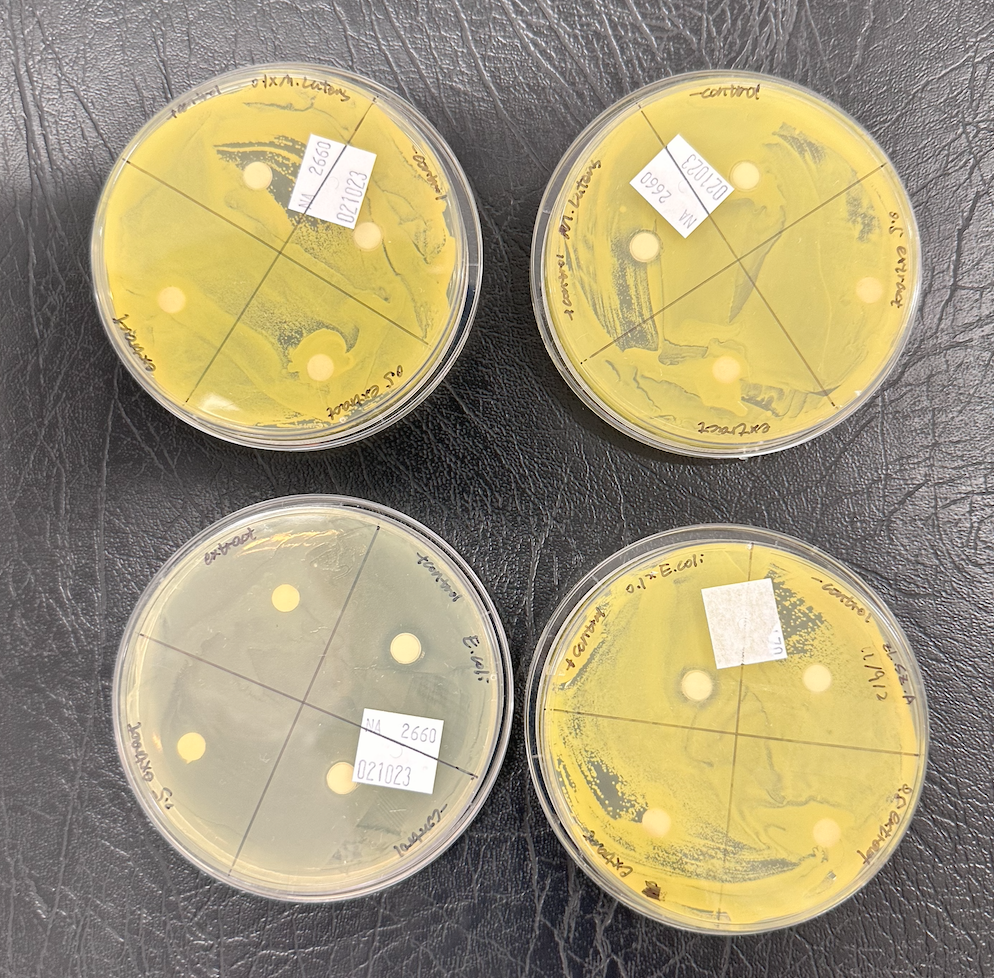Solved To investigate the antibiotic activity of ginger | Chegg.com