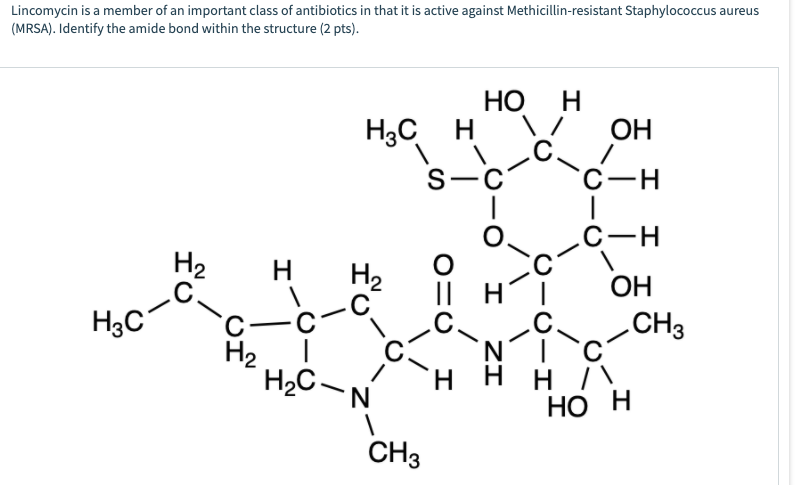 Solved Lincomycin is a member of an important class of | Chegg.com