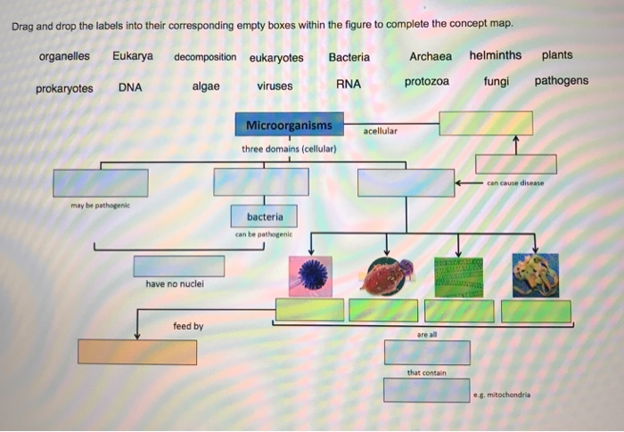 Solved Drag and drop the labels into their corresponding | Chegg.com