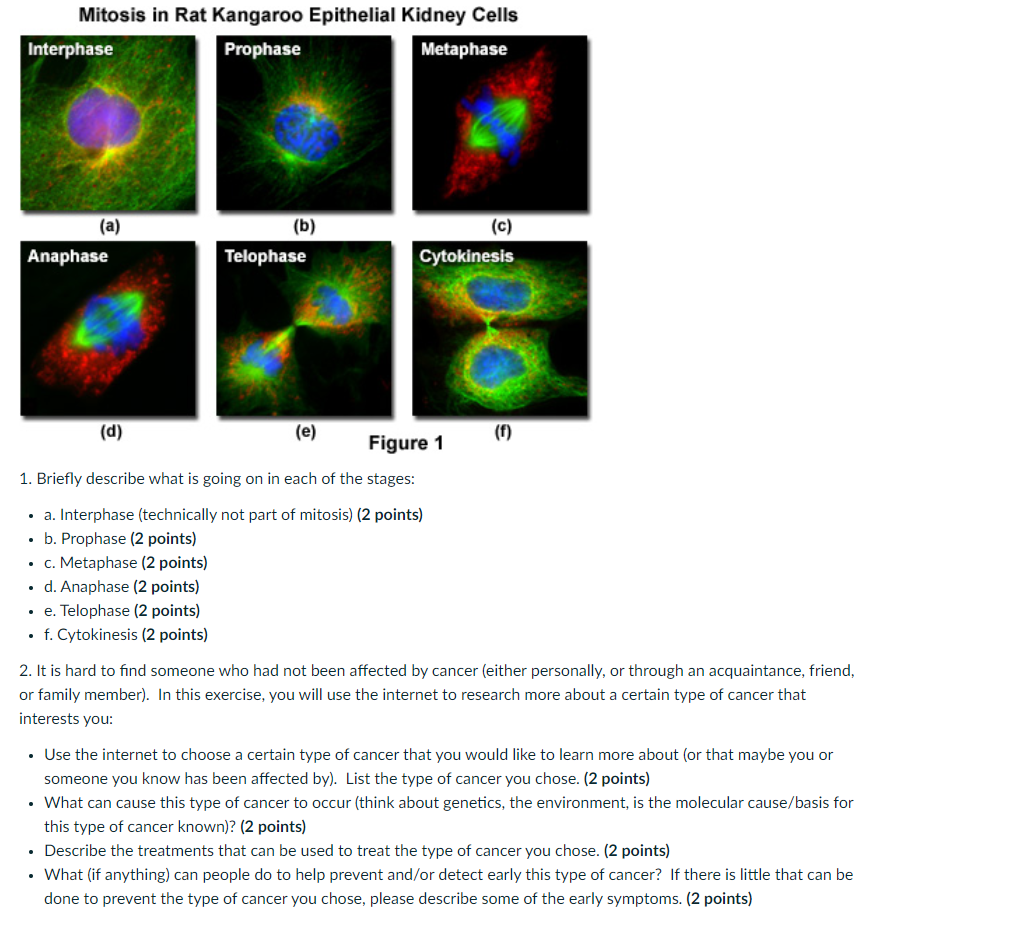 Solved Mitosis in Rat Kangaroo Epithelial Kidney Cells 1. | Chegg.com