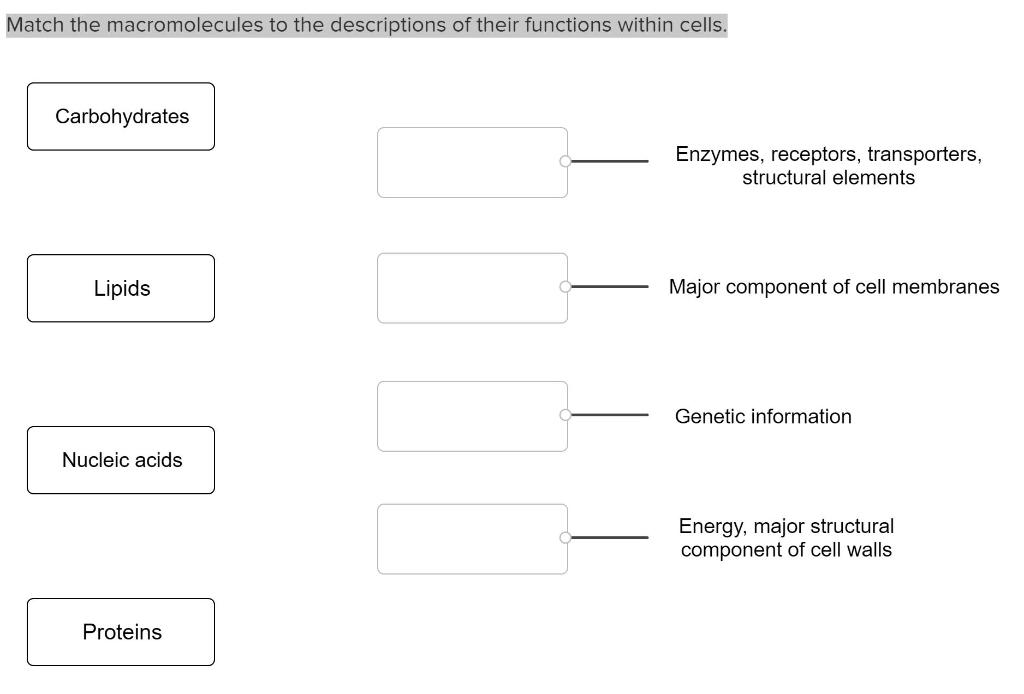 Solved Match the macromolecules to the descriptions of their | Chegg.com