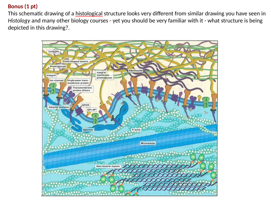 Solved Bonus (1 pt) This schematic drawing of a histological | Chegg.com