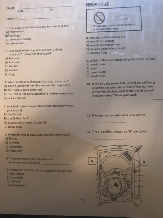 Solved PRELAB CELLS NAME (first) (last) Instructor 1. The | Chegg.com