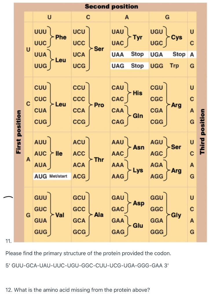 Solved Second position с A U G UUU UCU UAU UGU U Phe Tyr Cys | Chegg.com