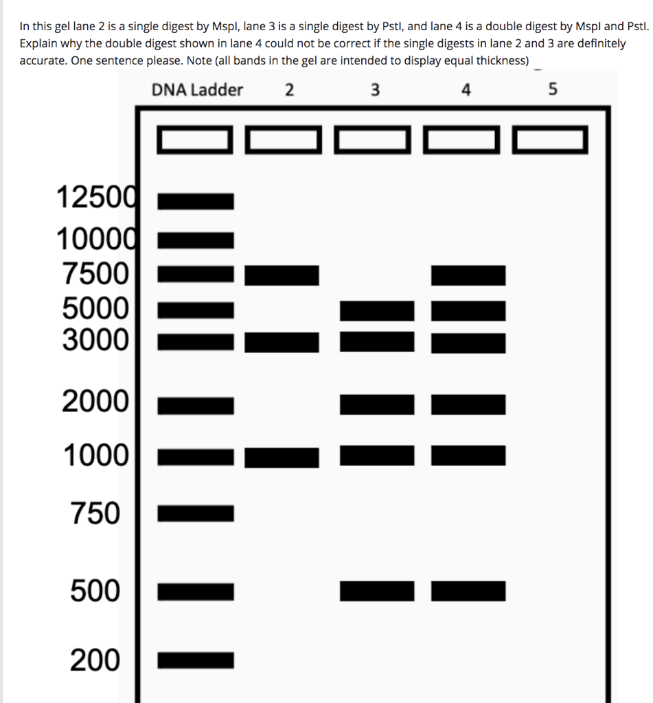 Solved In this gel lane 2 is a single digest by Mspl, lane 3 | Chegg.com