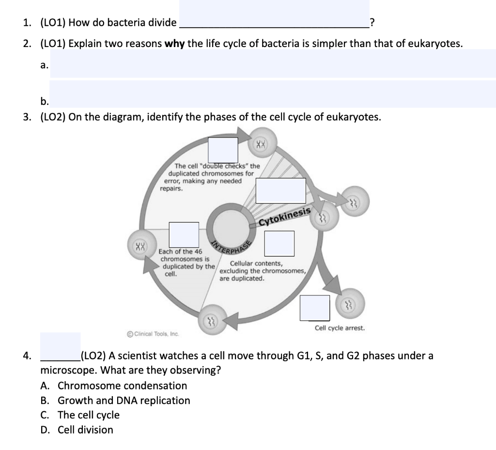 Solved 1. (L01) How do bacteria divide 2. (L01) Explain two | Chegg.com