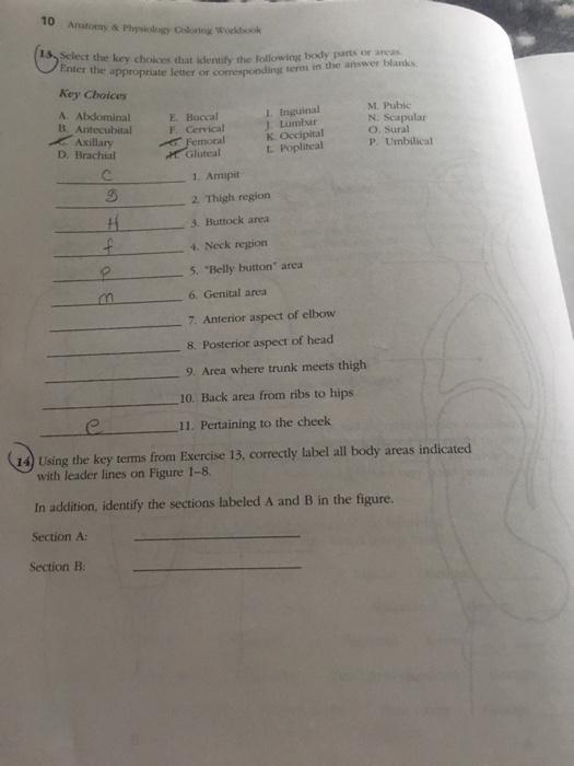 Anatomy And Physiology Workbook Answers Anatomical Charts Posters
