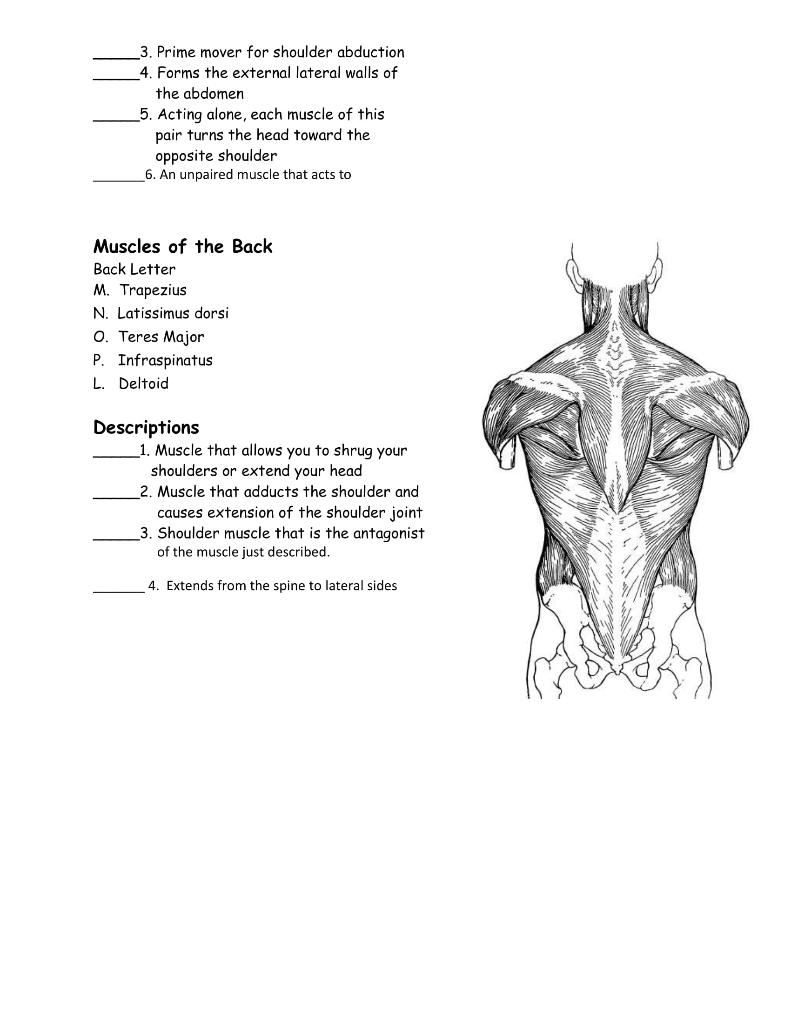Solved Muscles Identification Worksheet Name Using the | Chegg.com
