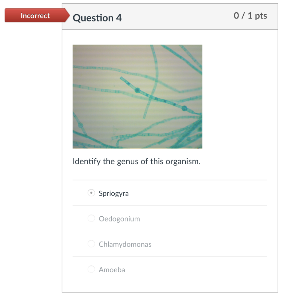 Solved Incorrect Question 3 0/1 pts Which phylum of | Chegg.com