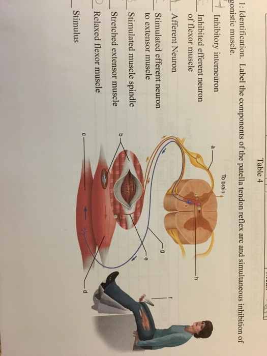 Solved Table 4 1: Identification. Label the components of | Chegg.com