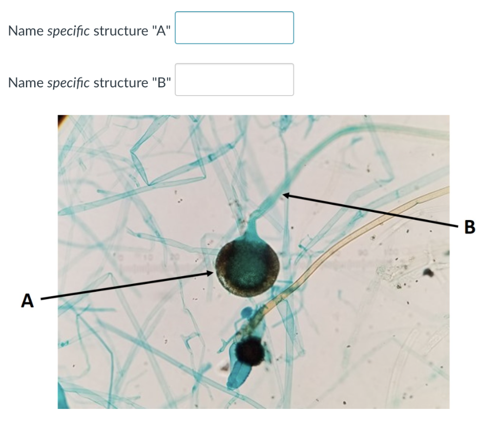 Solved Name specific structure "A" Name specific structure | Chegg.com