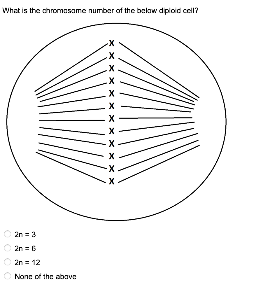 Solved What is the chromosome number of the below diploid | Chegg.com