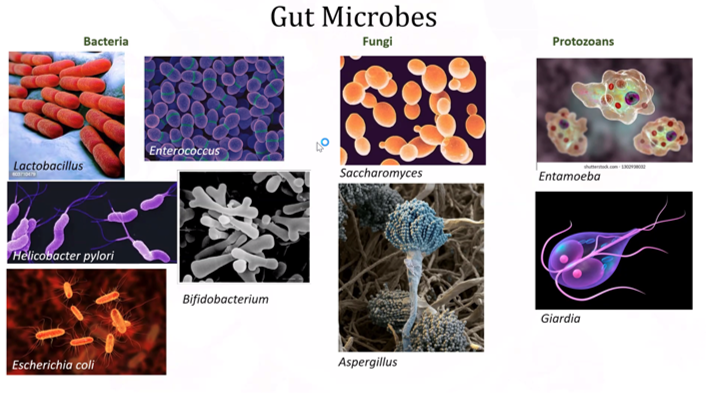 Using the image above create a dichotomous key | Chegg.com