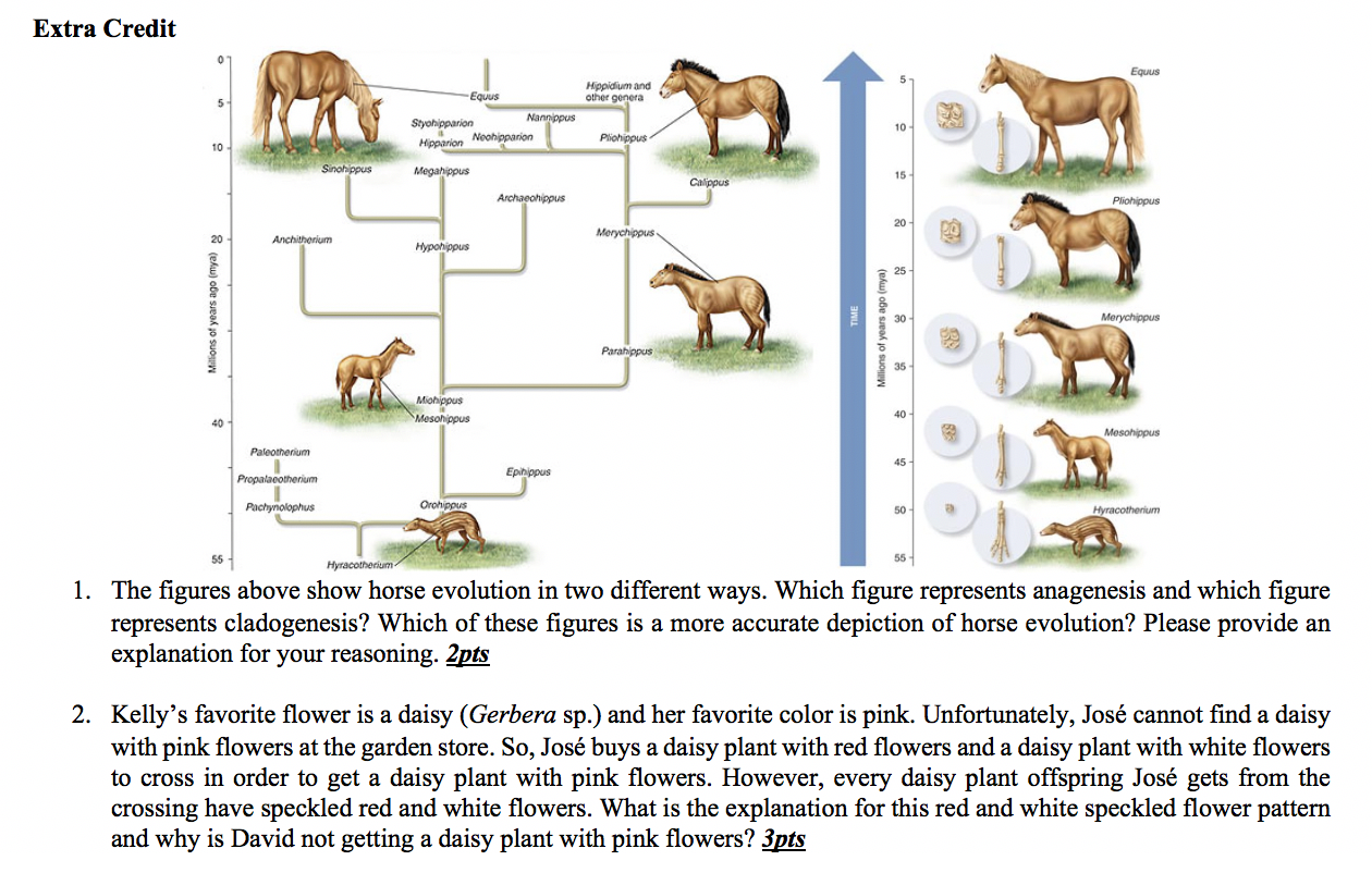 Solved Extra Credit Equus -Equus Hippidium and other genera | Chegg.com
