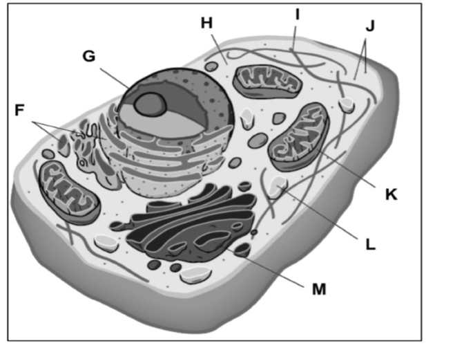 Solved Refer to the "Cross Section of a Cell" figure | Chegg.com