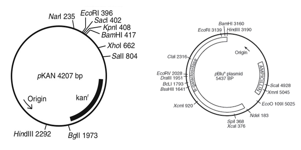 Solved 1. after the complete digestion of pAMP with a | Chegg.com
