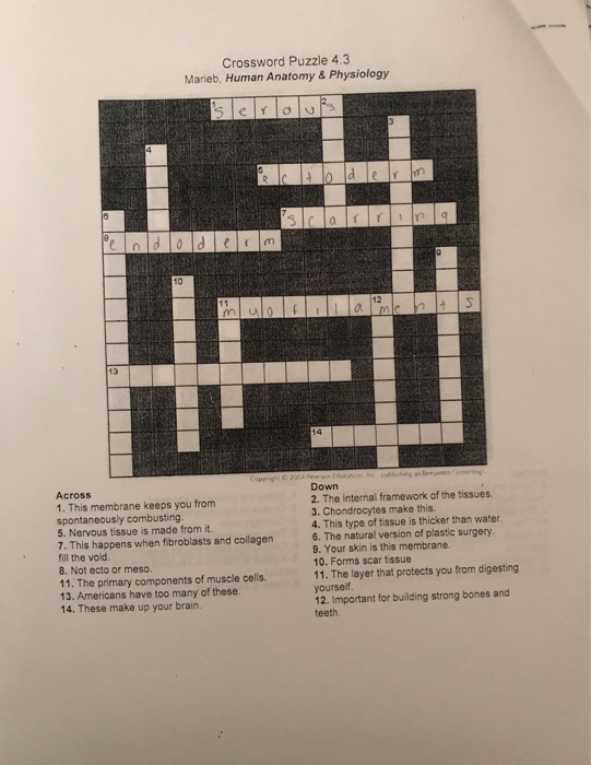 Solved Crossword Puzzle 4 3 Marieb Human Anatomy Chegg