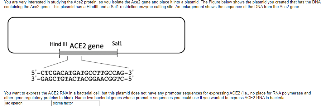 Solved You are very interested in studying the Ace2 protein, | Chegg.com