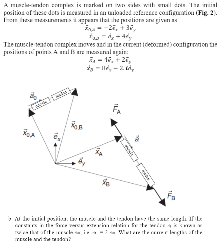 Solved A muscle-tendon complex is marked on two sides with | Chegg.com