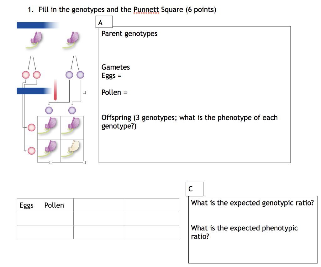 Solved 1. Fill in the genotypes and the Punnett Square (6 | Chegg.com