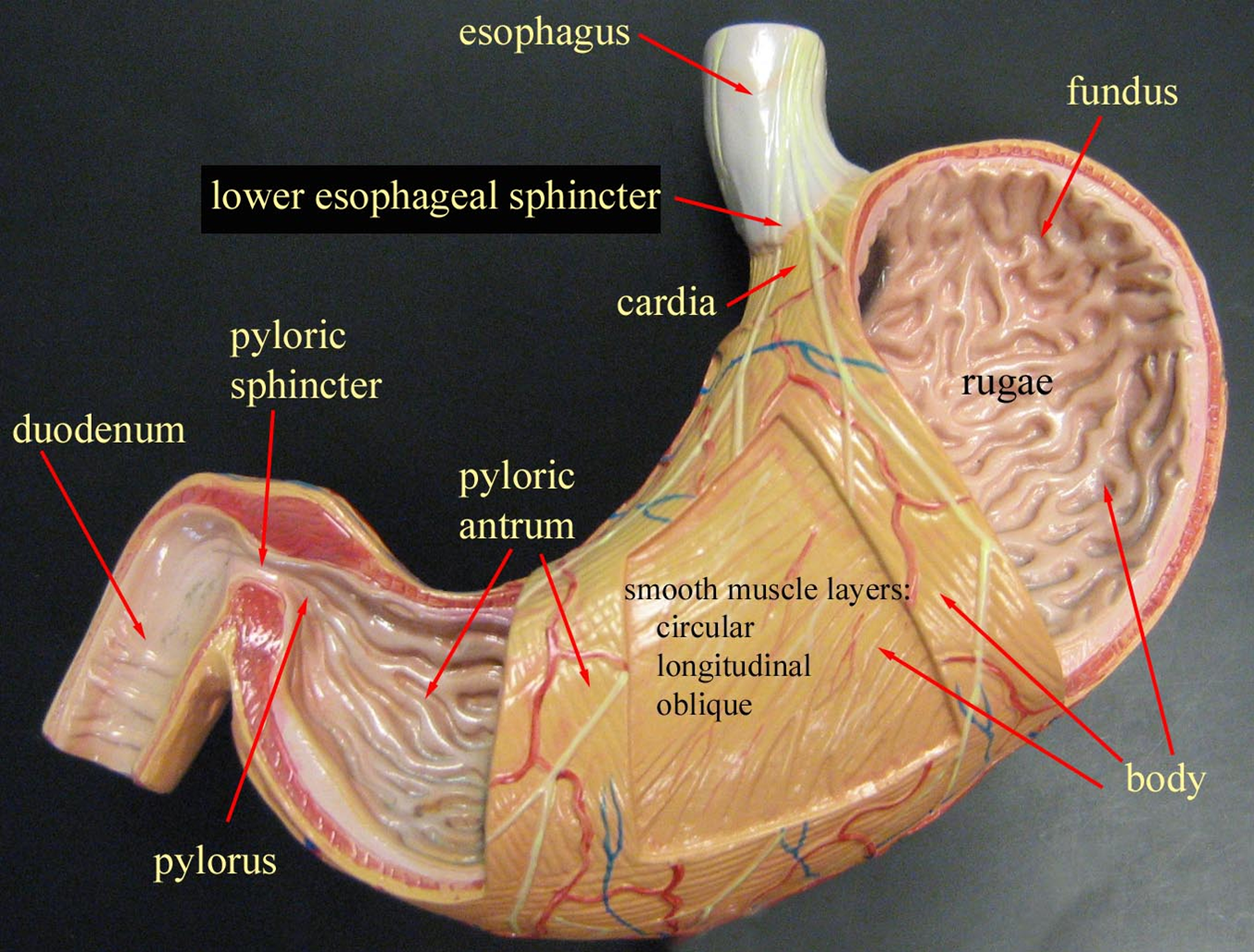 Cardiac Sphincter Location