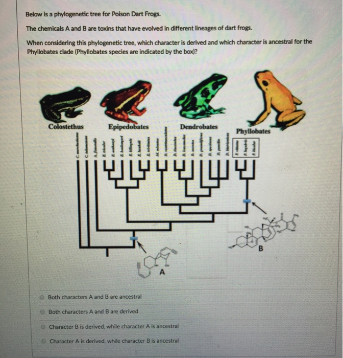 Solved Below is a phylogenetic tree for Poison Dart Frogs. | Chegg.com