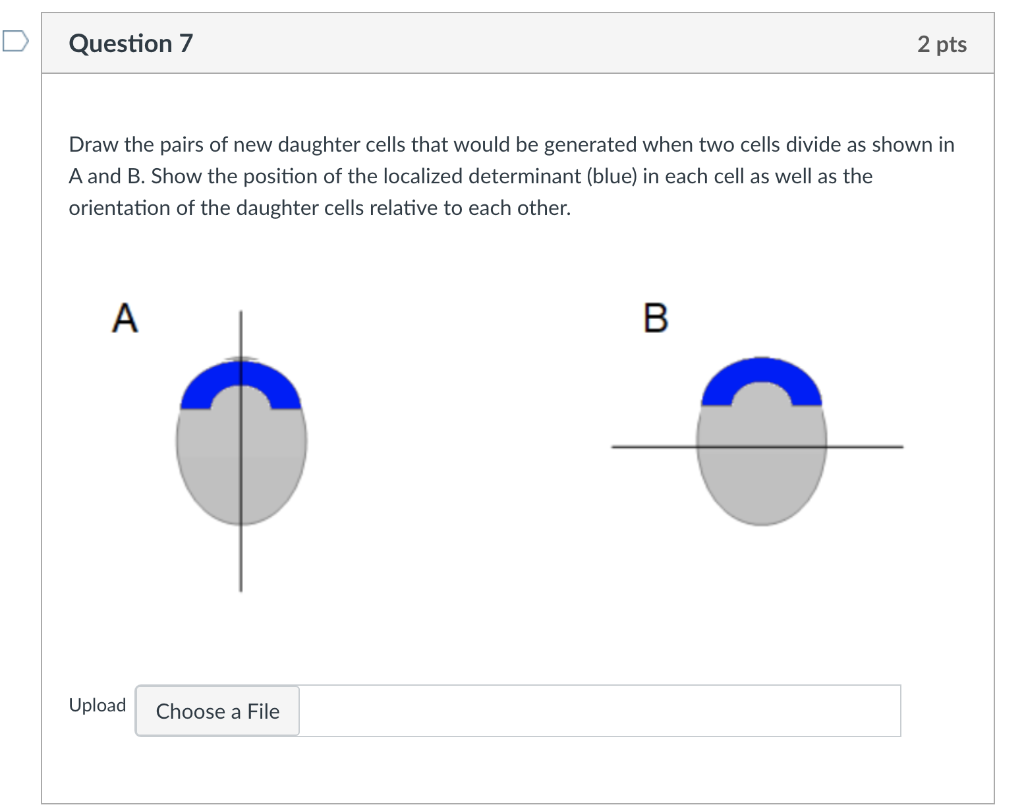 Solved Question 7 2 pts Draw the pairs of new daughter cells | Chegg.com