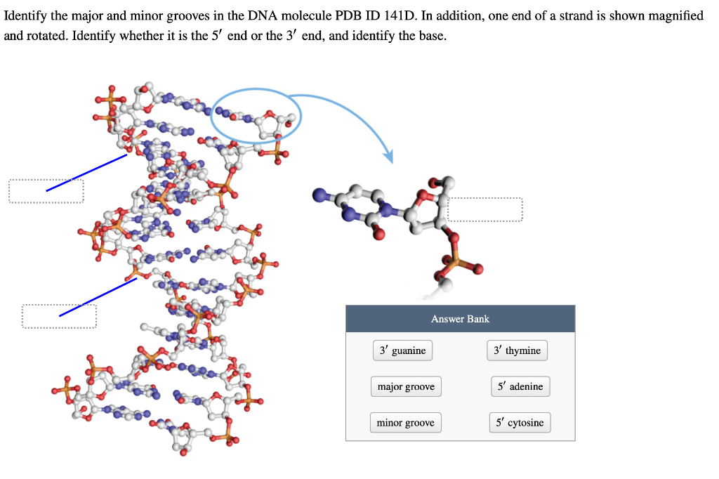 Solved Elucidation of the three-dimensional structure of DNA | Chegg.com