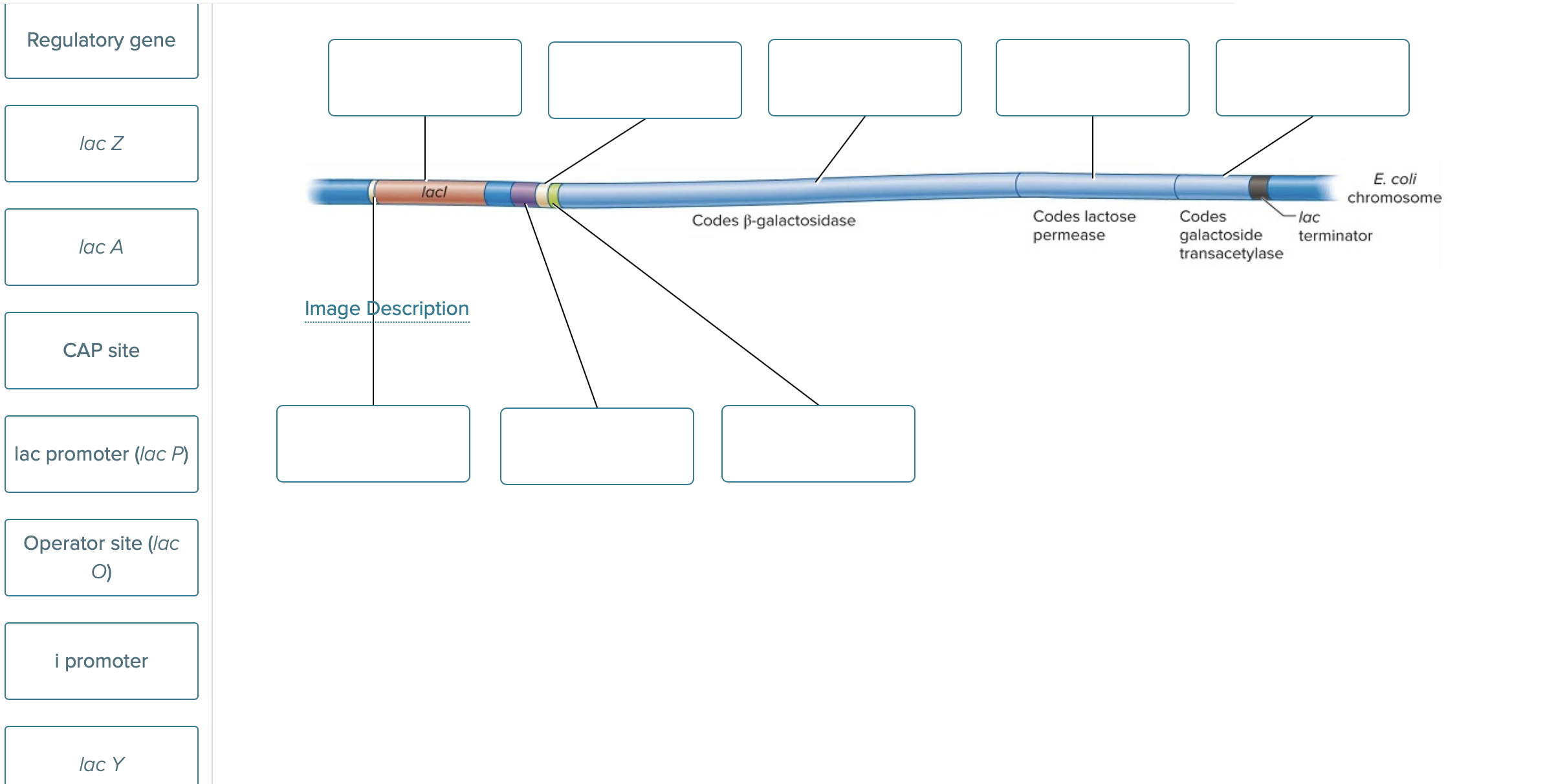 Solved Can you match the terms to the correct place? | Chegg.com
