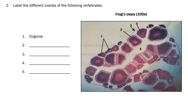 Solved 2. Label the different ovaries of the following | Chegg.com