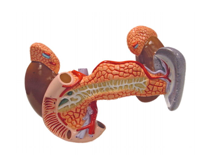 Solved Small Intestine . Duodenum Jejunum . lleum • | Chegg.com