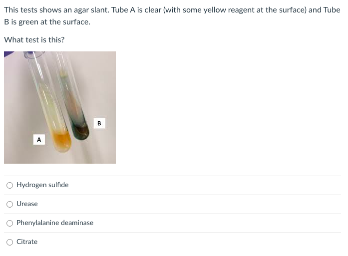 Solved This tests shows an agar slant. Tube A is clear (with | Chegg.com