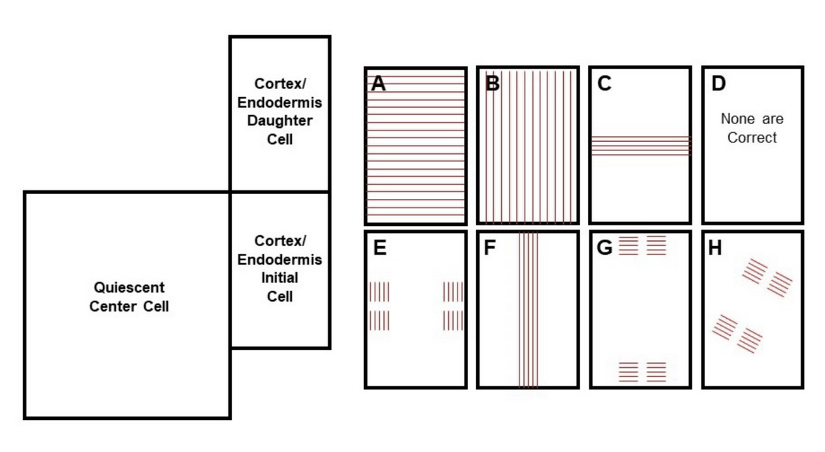 Solved The diagram on the left represents a quiescent center | Chegg.com