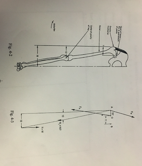 Part D: Use of a cane D.1. Pelvis-femur force, | Chegg.com