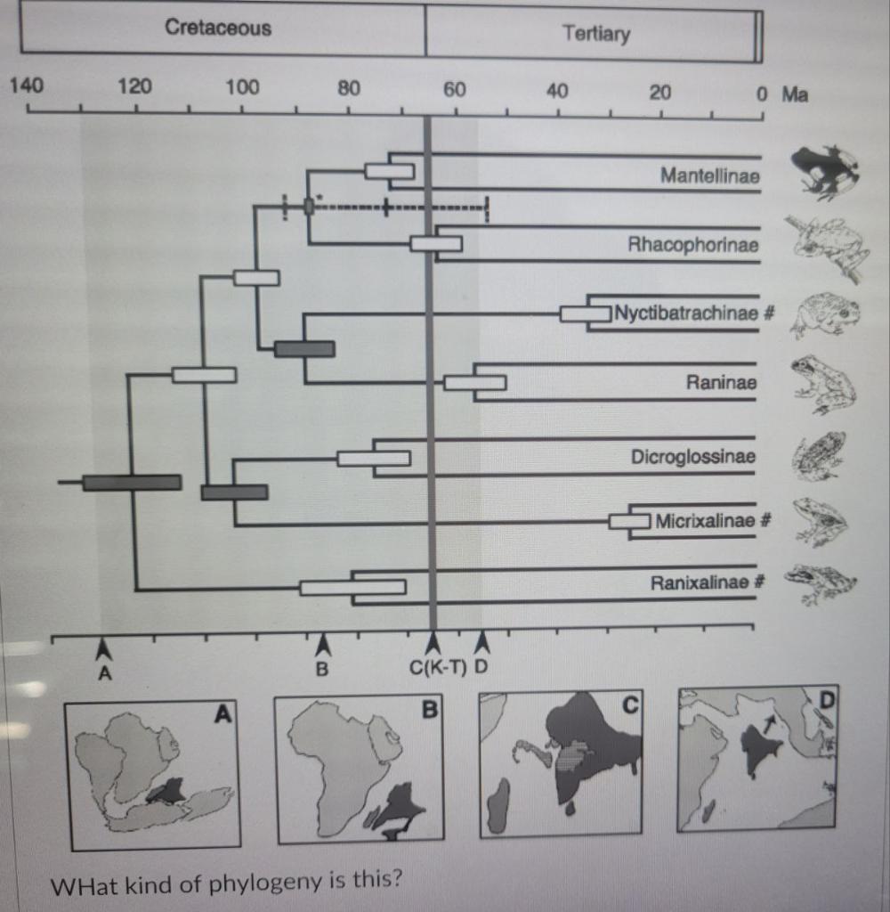 Solved Choose the right one: a- Cladogram b- | Chegg.com
