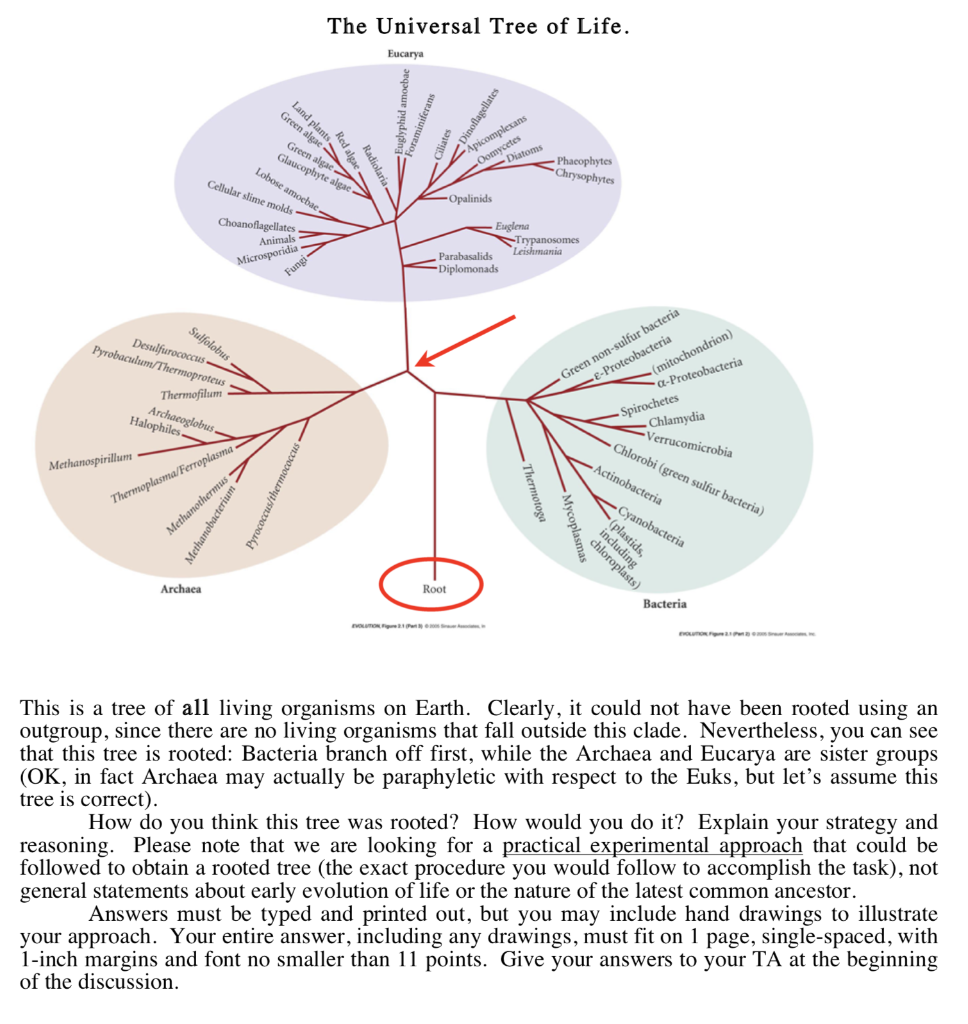Solved The Universal Tree of Life. Eucarya Green algae | Chegg.com