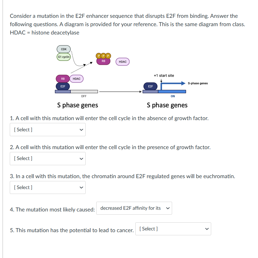 Solved Consider a mutation in the E2F enhancer sequence that | Chegg.com