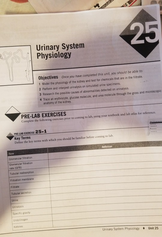 Solved 2 Urinary System Physiology Objectives Once you have | Chegg.com