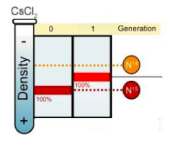 Solved Draw out density gradients for three rounds | Chegg.com