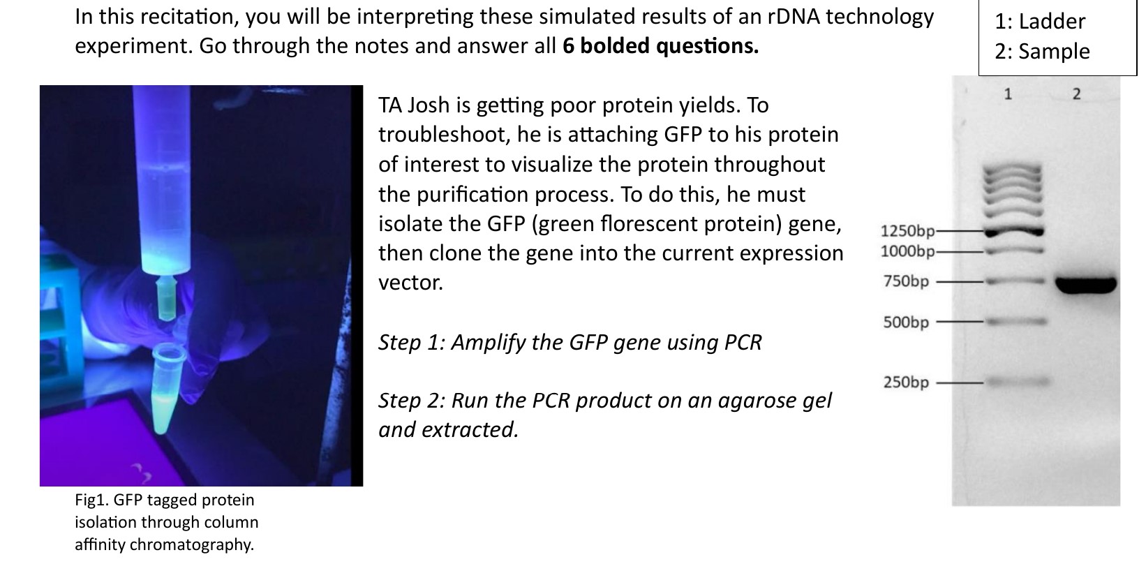 Solved 1. What approximate size is the GFP insert (Sample)? | Chegg.com