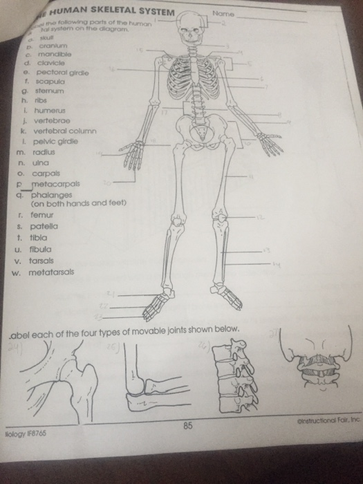  Human Skeletal System Worksheet Answers Free Download Gambr co
