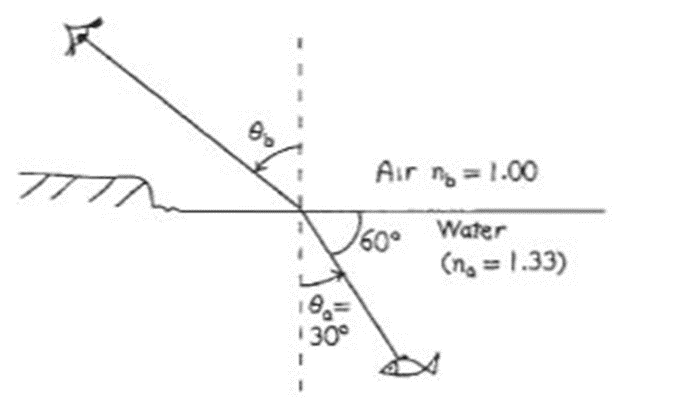 Solved You kneel beside the fishpond in your backyard and | Chegg.com