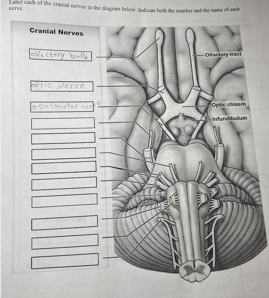 Solved Label each of the cranial nerves in the diagram | Chegg.com