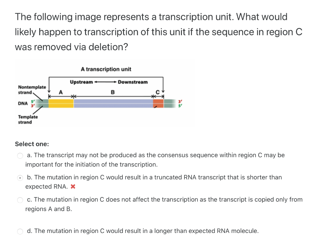 Solved The following image represents a transcription unit. | Chegg.com